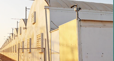 Agrico Agricultural Development W.L.L – Agrico